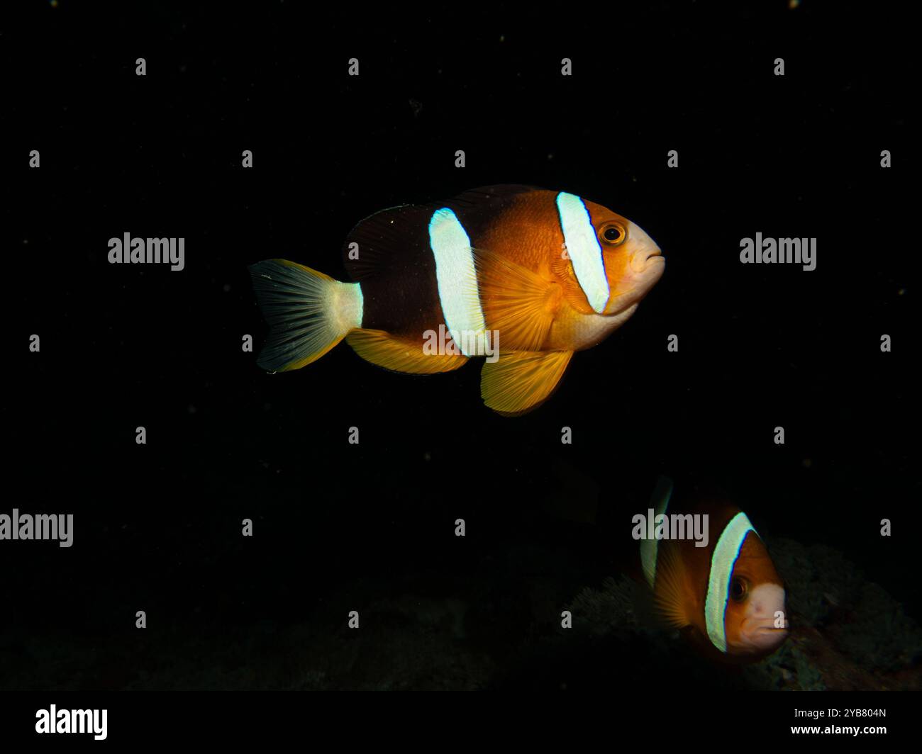 Clark's anemonefish, Amphiprion clarkii, isolated with a dark ...