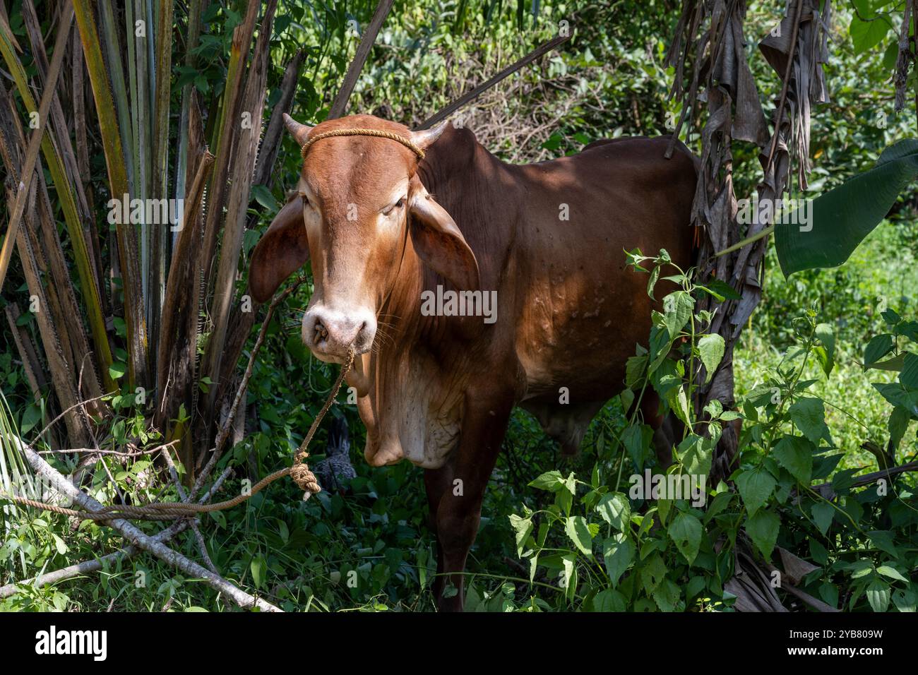 A brown Philippine cow is taking shade among trees in the Batangas ...