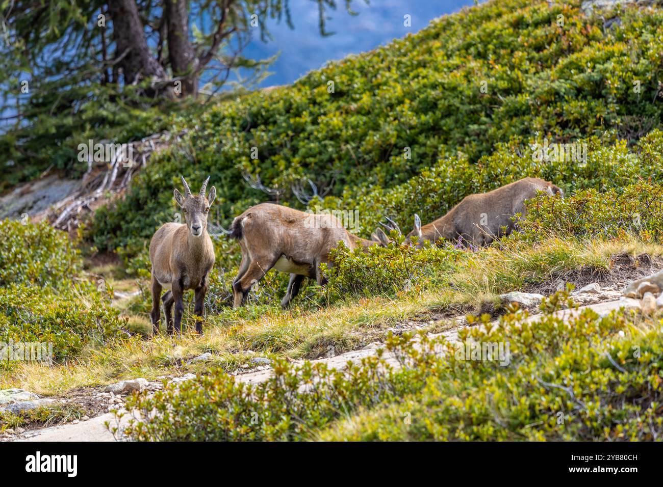 Mountain goat in the wild nature in the Alps. Wild animal in the ...