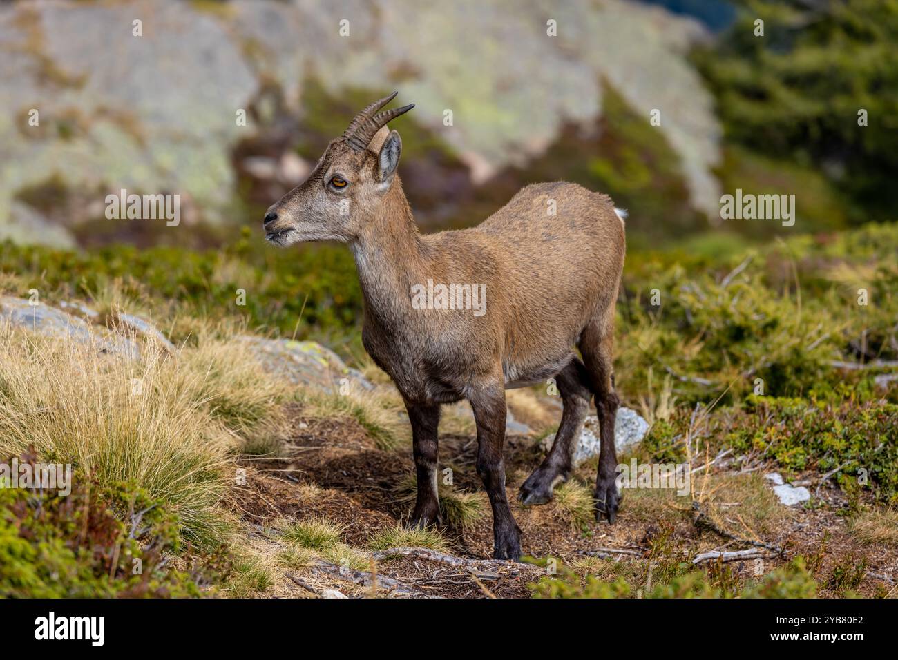 Mountain goat in the wild nature in the Alps. Wild animal in the ...