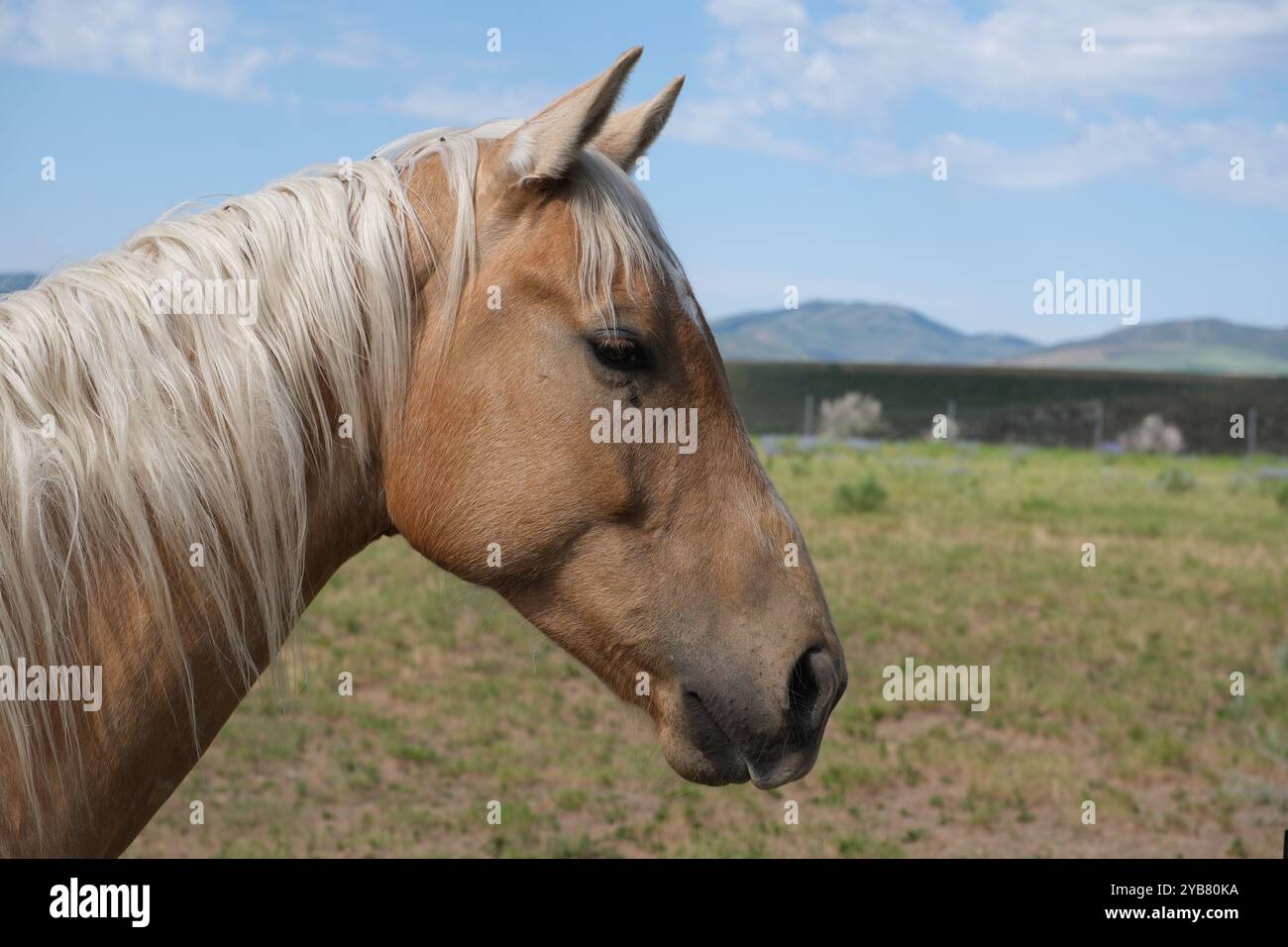 Horse head side view hi-res stock photography and images - Alamy