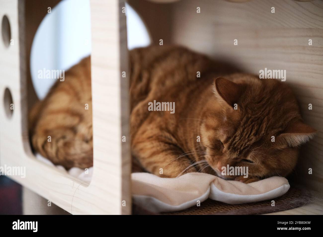 brown tabby cat pet sleep in cat house Stock Photo - Alamy