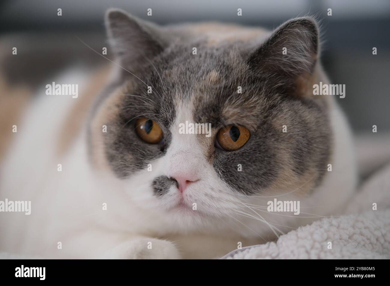 British cat looking up hi-res stock photography and images - Alamy