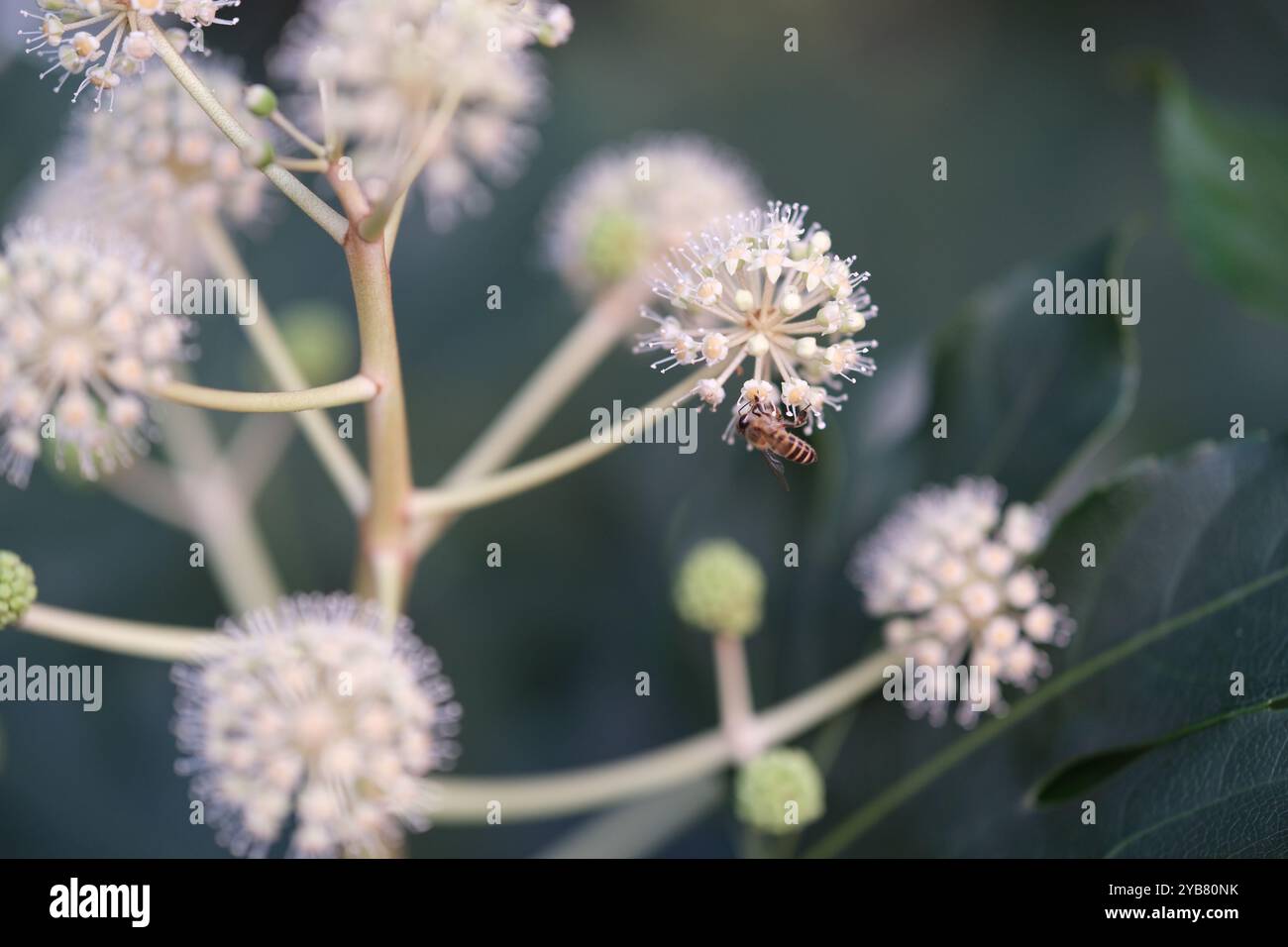 Fatsia japonica plant flower umbel with bee insect Stock Photo - Alamy