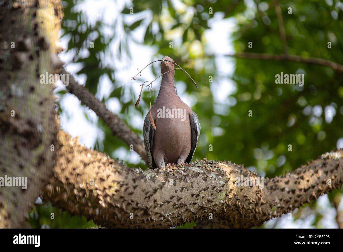 Wild dove known as "pombão" or "asa branca" or "pomba carijó ...