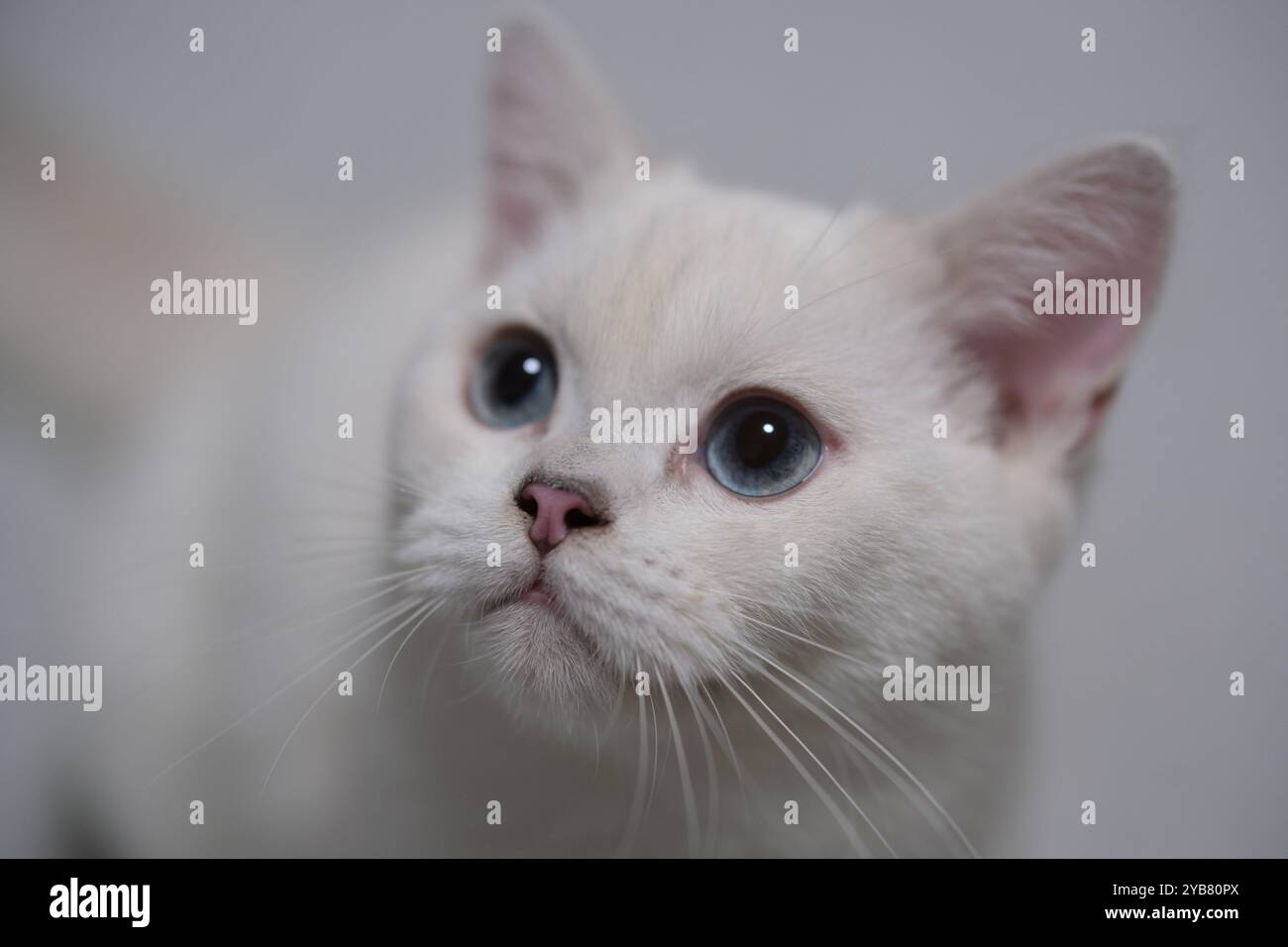 cute British Shorthair cat head close up. Silver shaded colorpoint ...