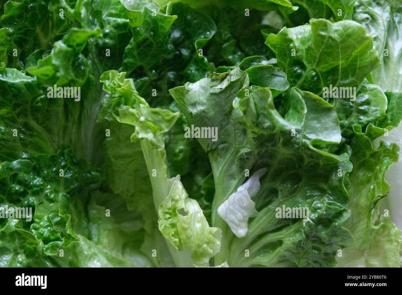 Lettuce leaves background hi-res stock photography and images - Alamy