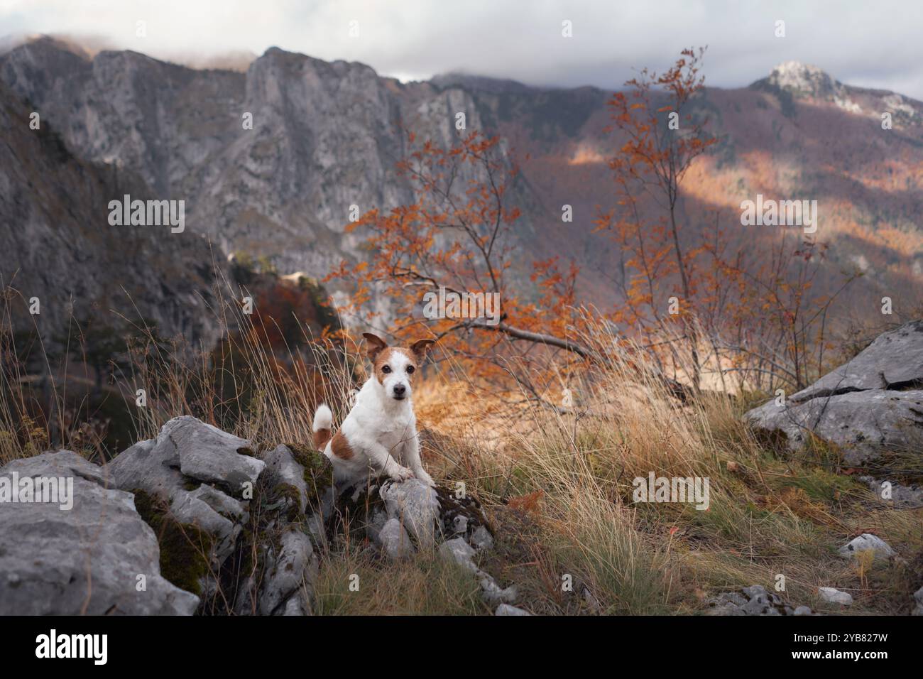 Jack russell terrier explores hi-res stock photography and images - Alamy