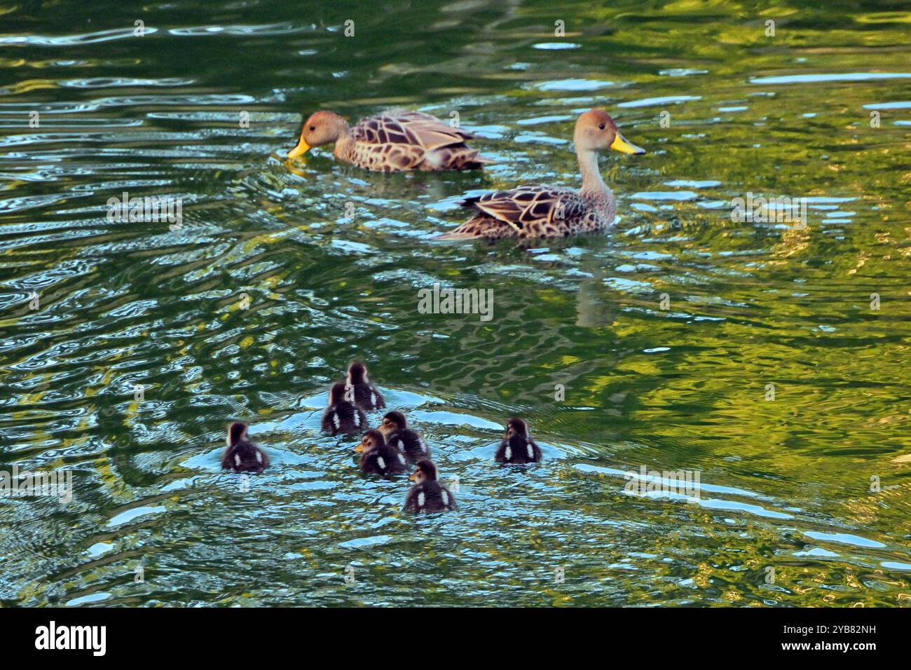 towns, birds, ducks, fauna in southern Chile, near Puerto Varas and ...