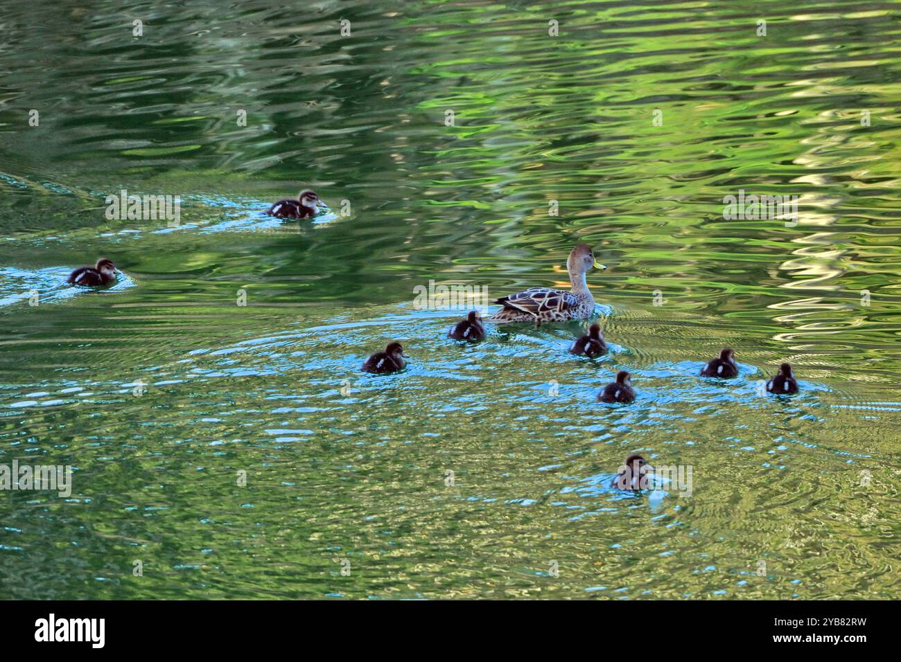 towns, birds, ducks, fauna in southern Chile, near Puerto Varas and ...