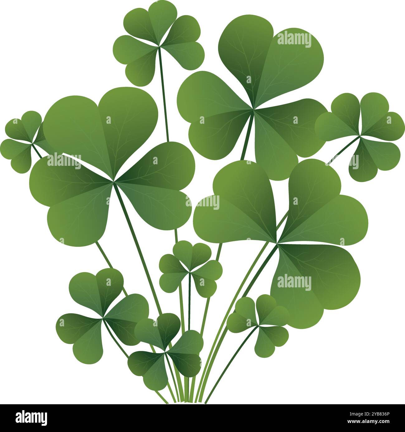 Three-leaf clover, plant Trifolium Stock Vector Image & Art - Alamy
