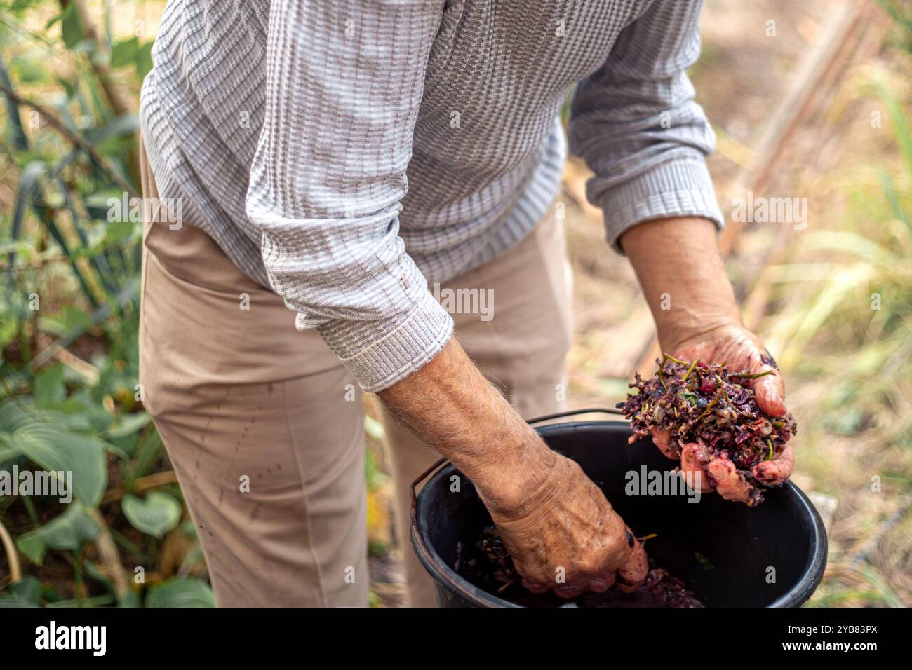 Making alcohol at home. Wine made from berries with your own hands ...