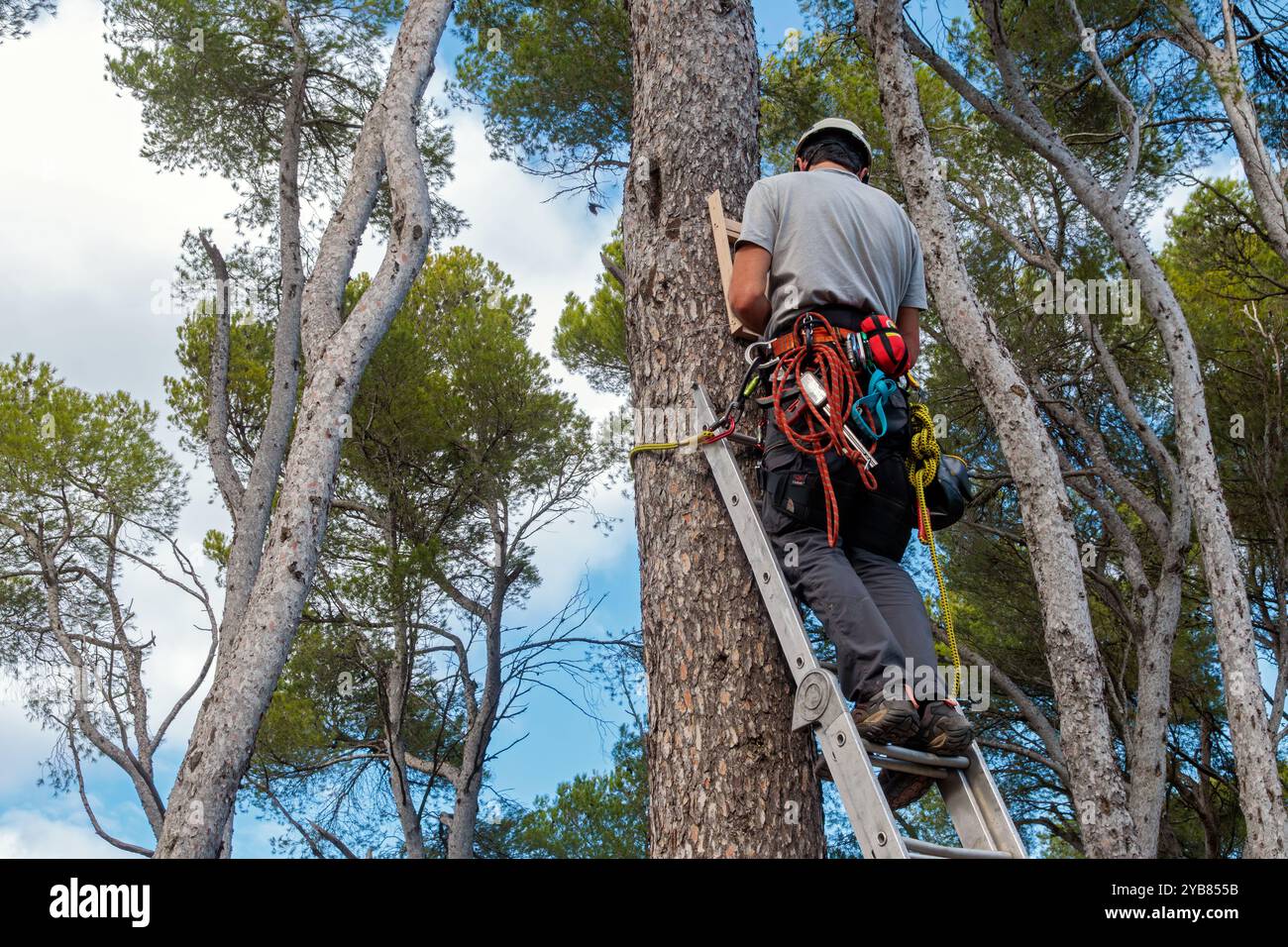 Installing a nest box high up on a tree by Symbiosphere, environmental ...