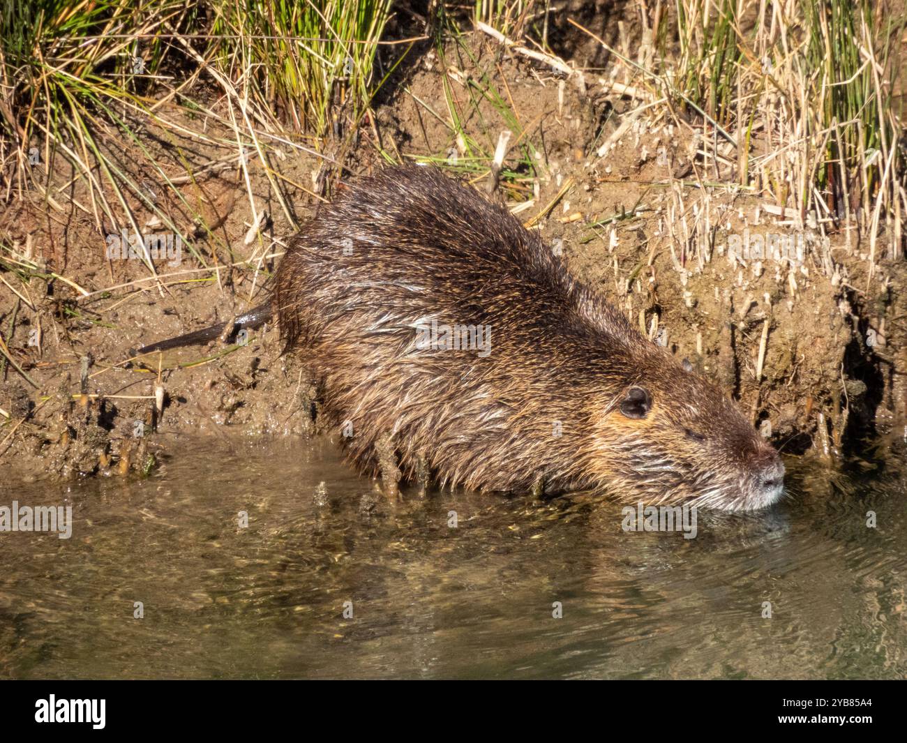Nutria at lake hi-res stock photography and images - Alamy