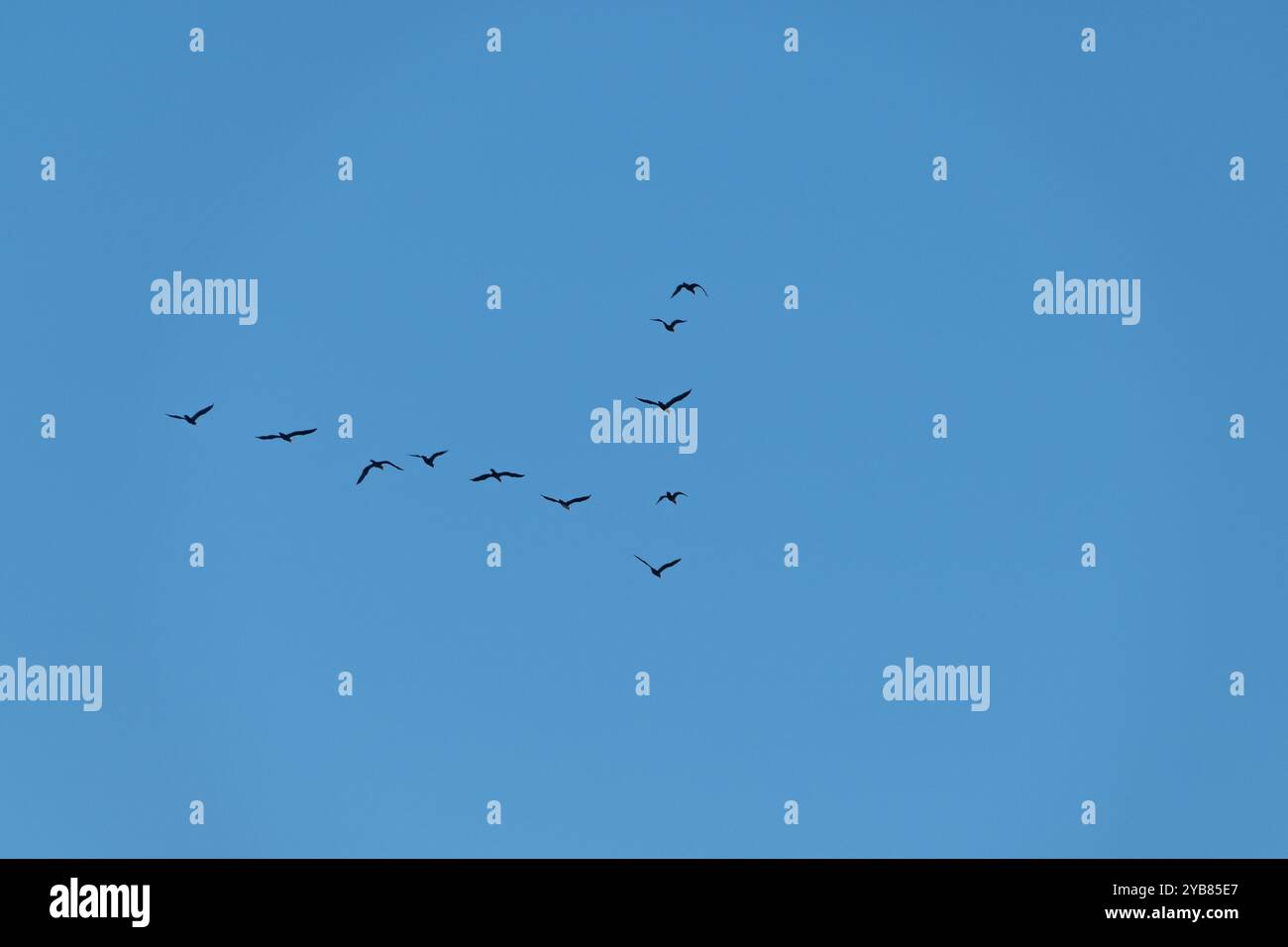 A flock of black birds flies in a wedge formation in the sky. Animal ...