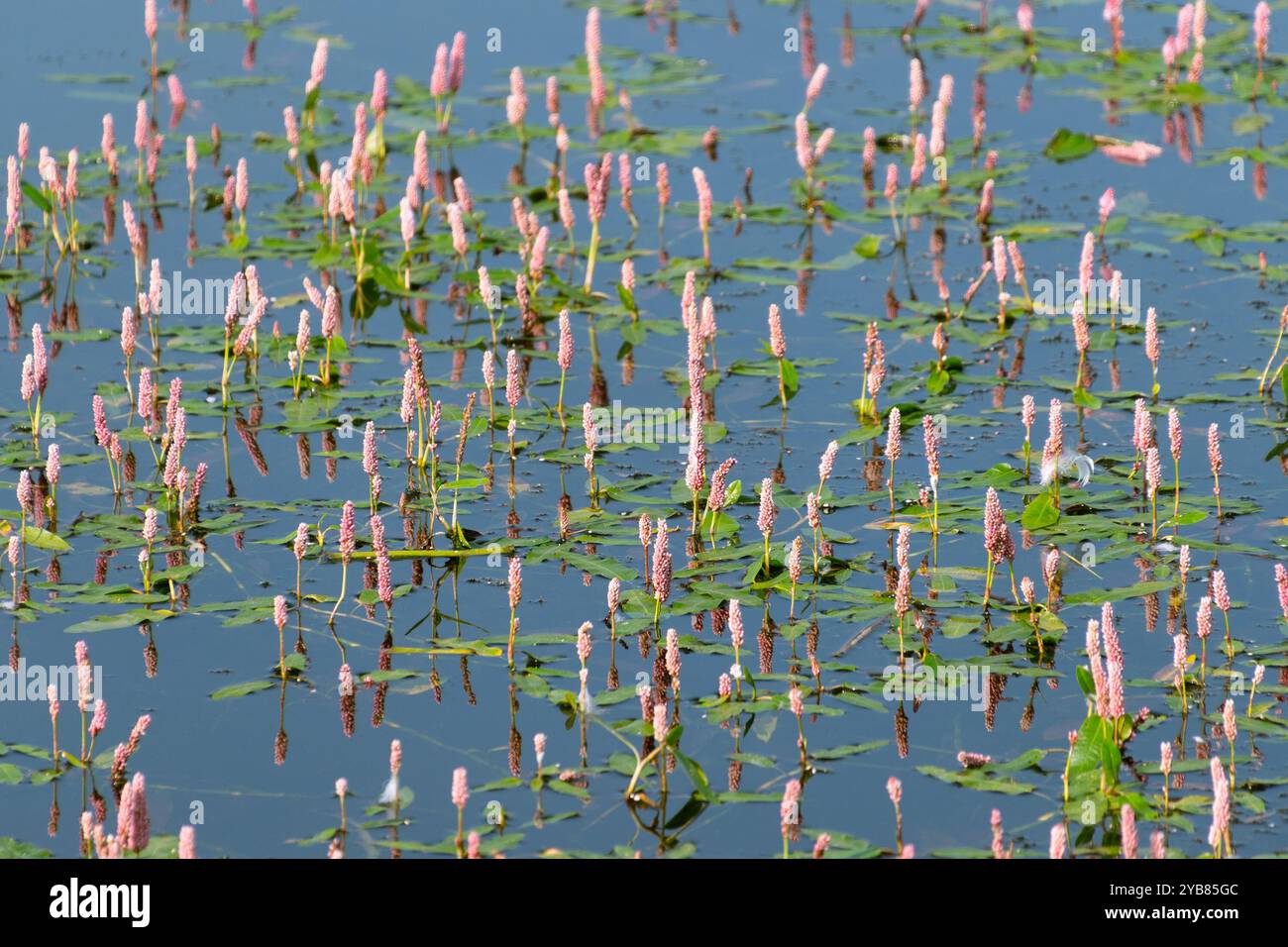 Persicaria amphibia. longroot smartweed, water knotweed, water ...