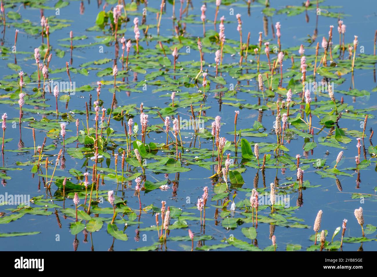 Persicaria amphibia. longroot smartweed, water knotweed, water ...