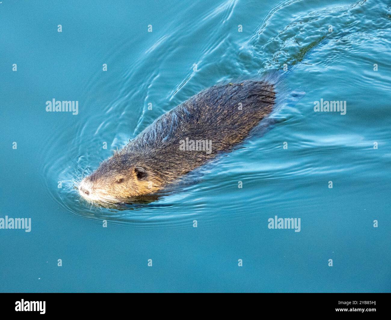 Nutria at lake hi-res stock photography and images - Alamy