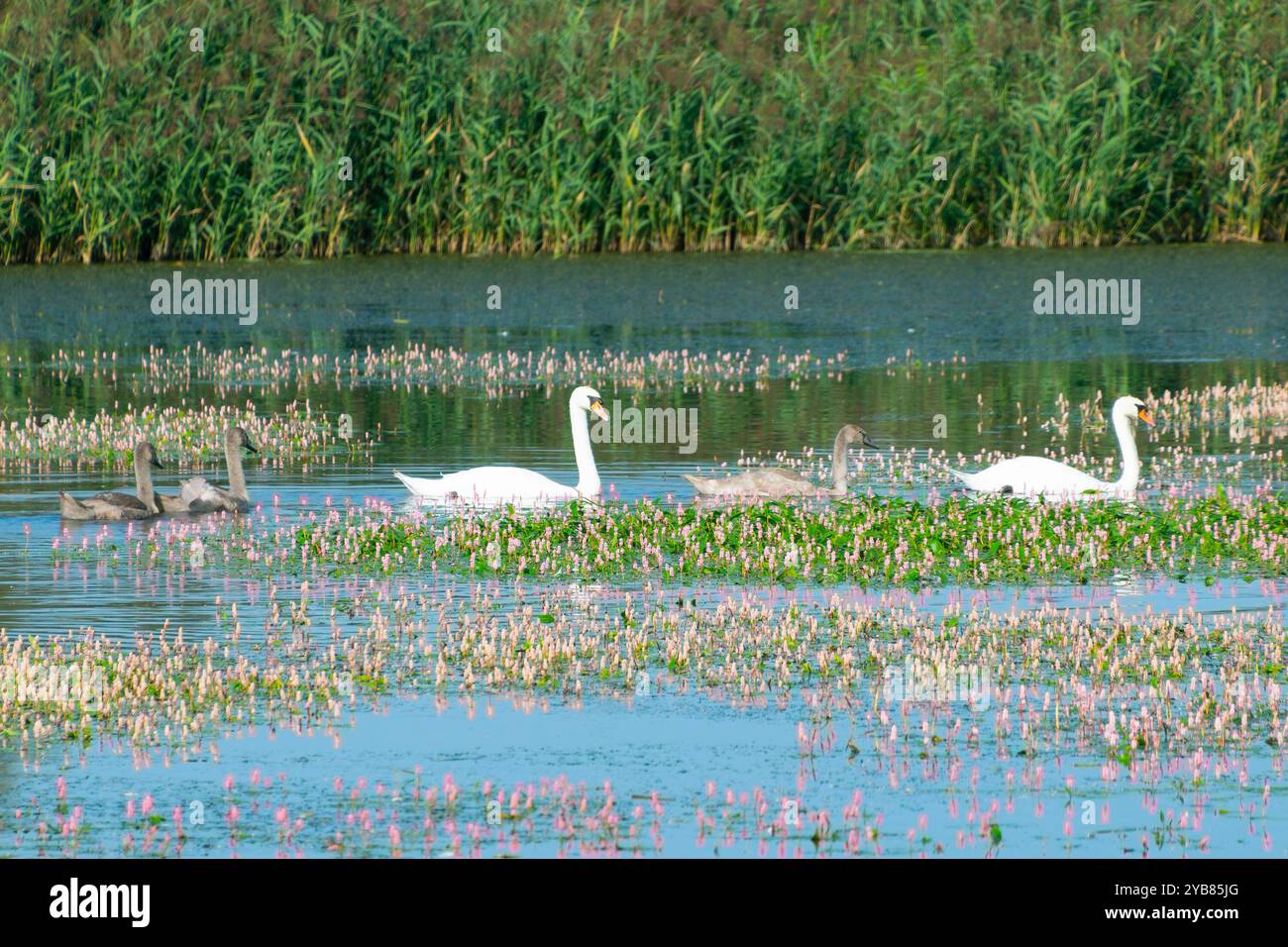 Swans swim among pink Persicaria amphibia flowers in a pond. longroot ...
