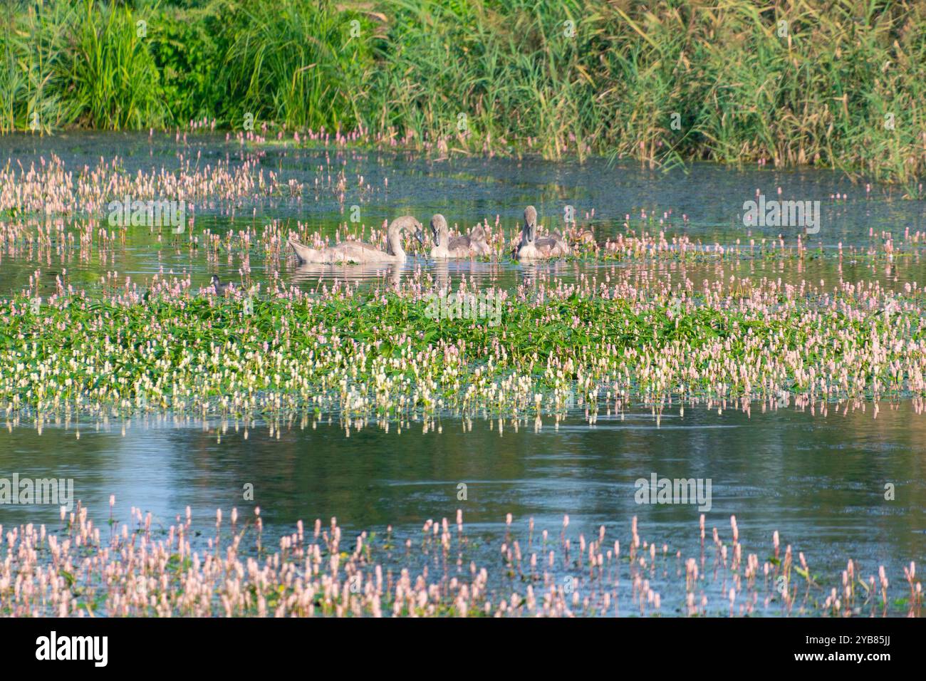 Swans swim among pink Persicaria amphibia flowers in a pond. longroot ...