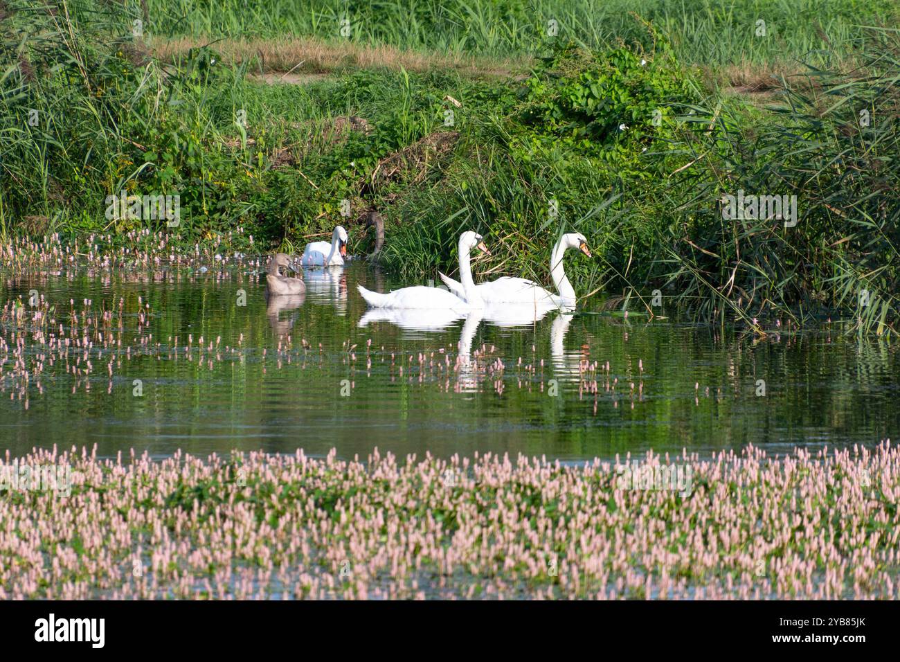 Swans swim among pink Persicaria amphibia flowers in a pond. longroot ...