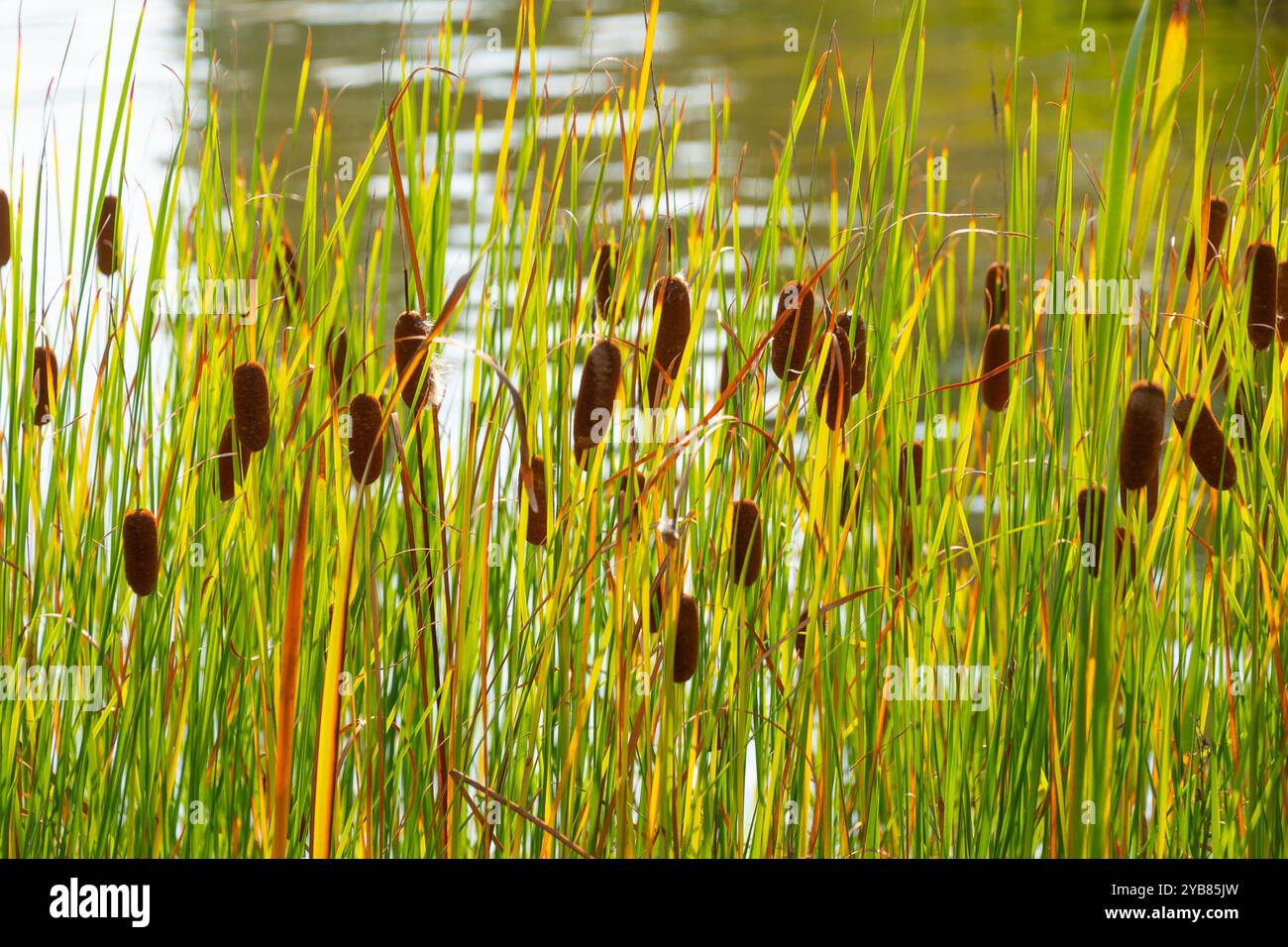 Typha laxmannii, the graceful cattail. a wetland plant. Natural plant ...