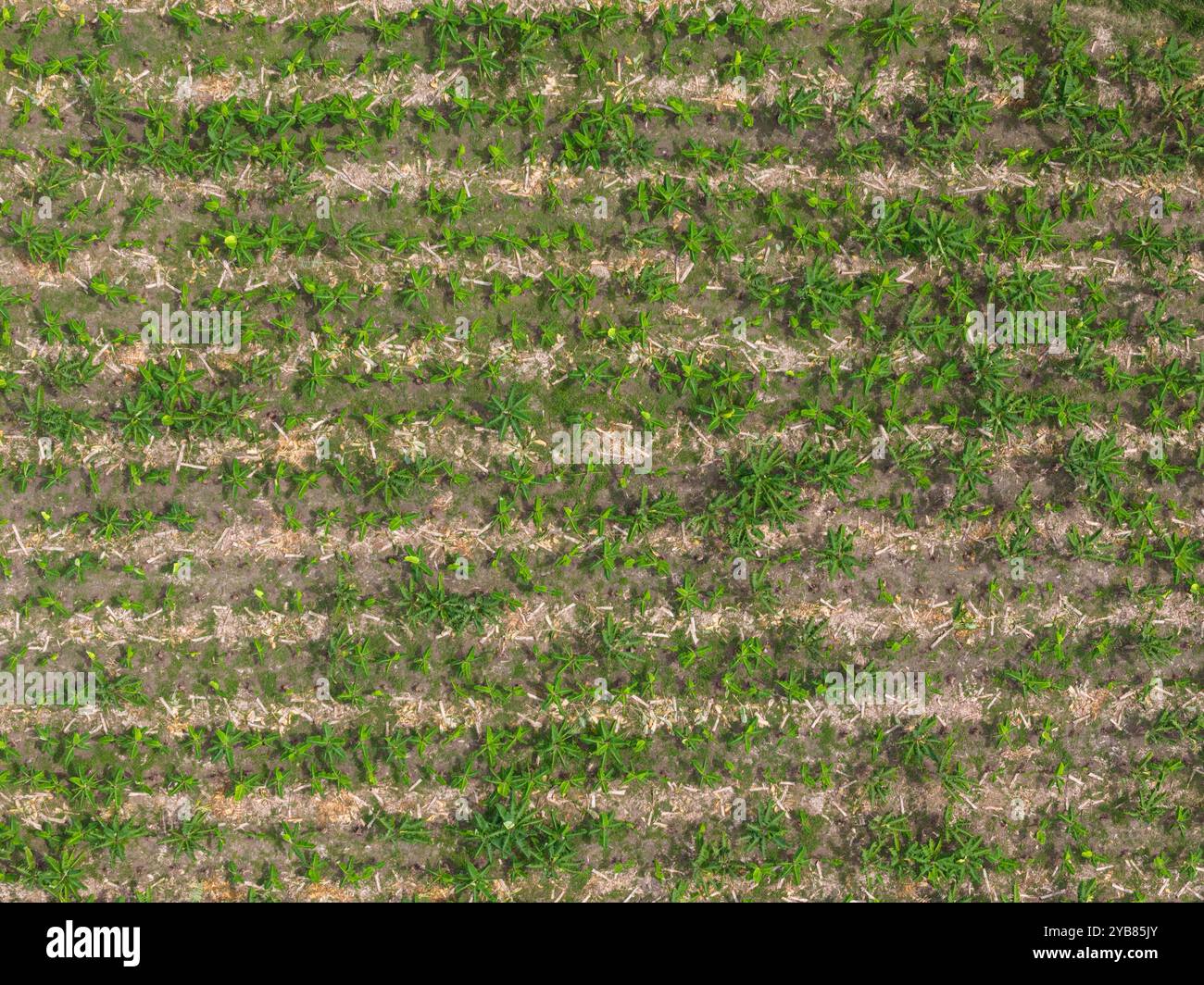 Aerial top shot palm trees hi-res stock photography and images - Alamy