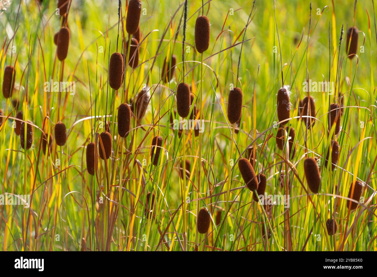 Typha laxmannii, the graceful cattail. a wetland plant. Natural plant ...