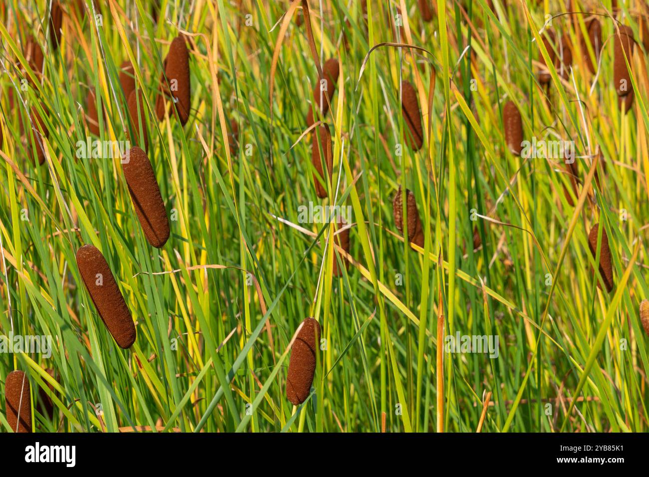 Typha laxmannii, the graceful cattail. a wetland plant. Natural plant ...