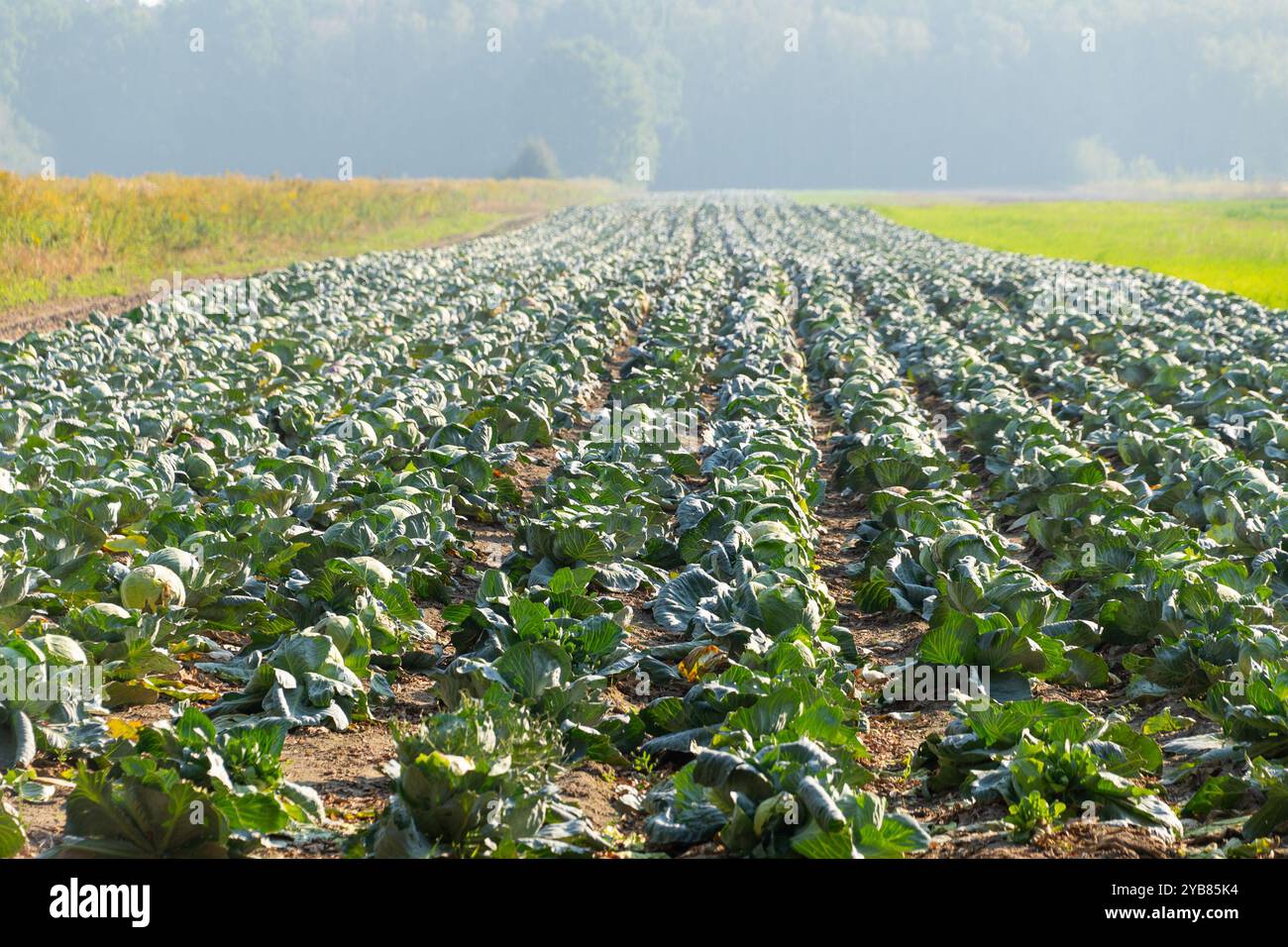 White cabbage field. Growing and harvesting. Agriculture Stock Photo ...