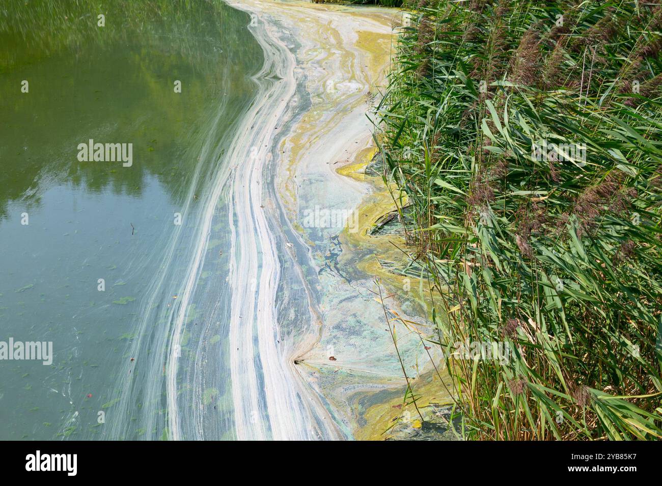 Algae and pollen on the surface of the water. Polluted water. Blooming ...