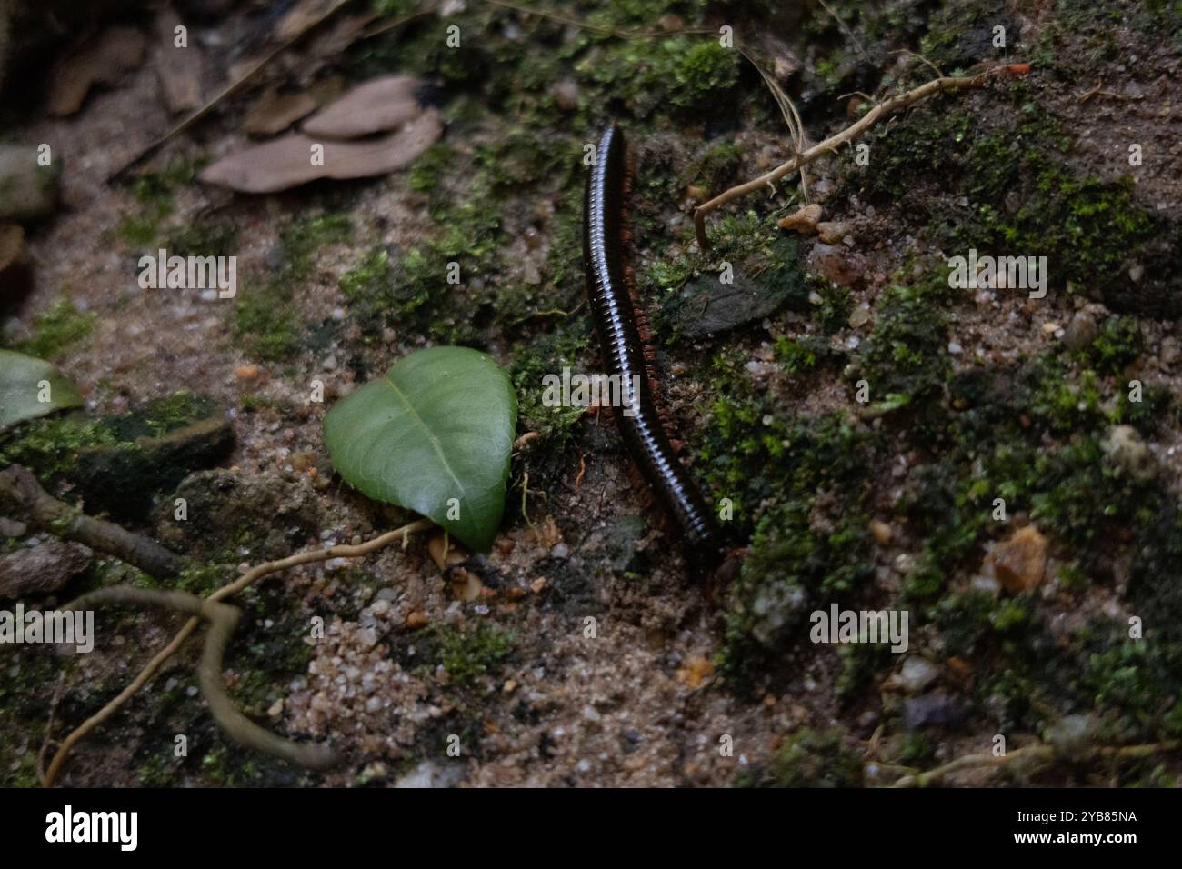 A black centipede crawling on the ground around moss in the jungle, in ...