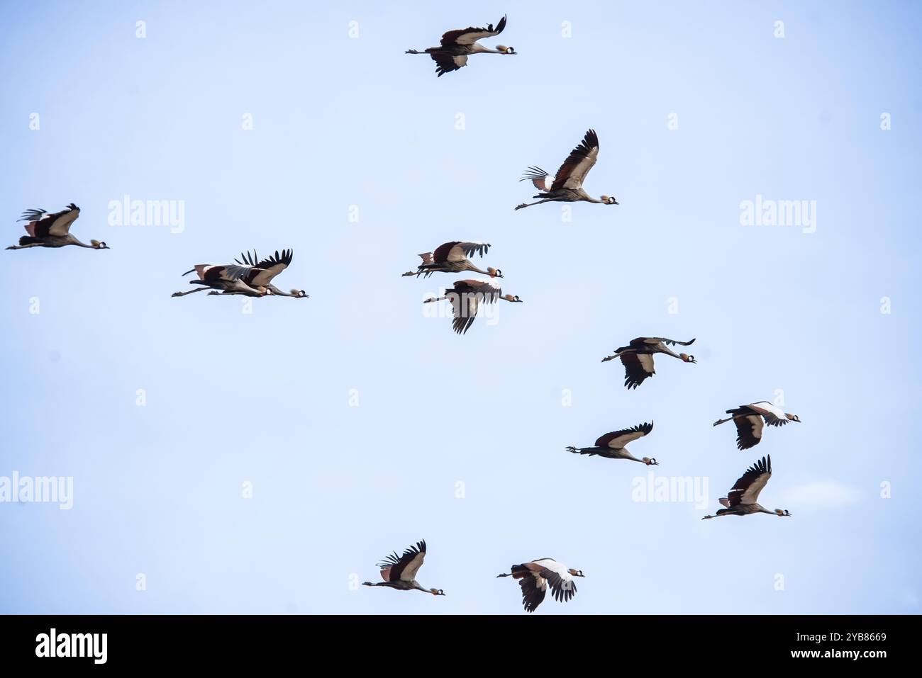 GREY- CROWNED CRANE (Balearica regulorum) flying in Kampala, The Grey ...