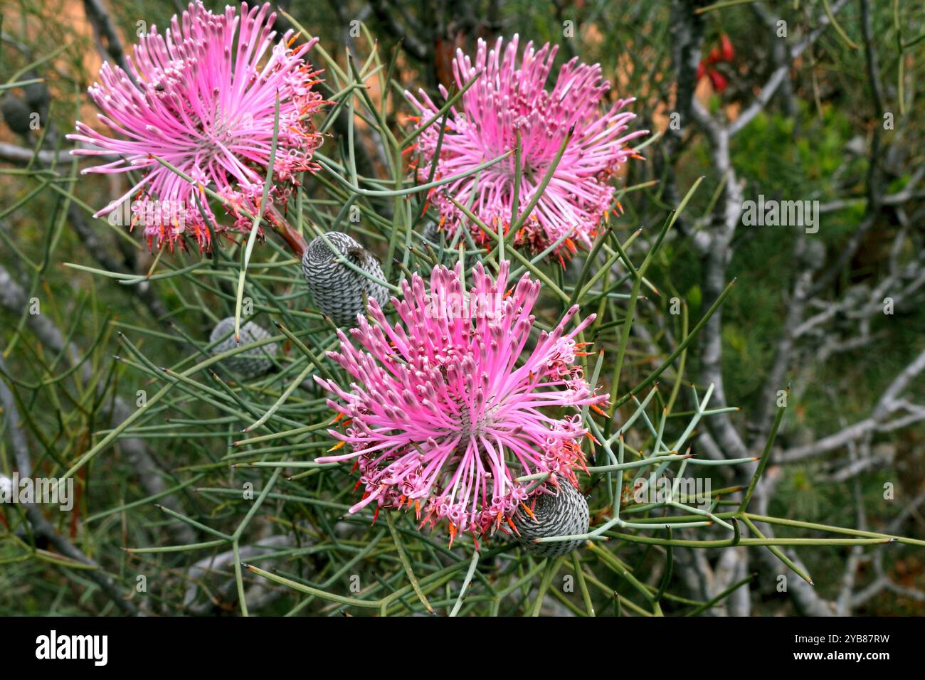 Rose Coneflower (Isopogon formosus) a native wildflower of Western ...