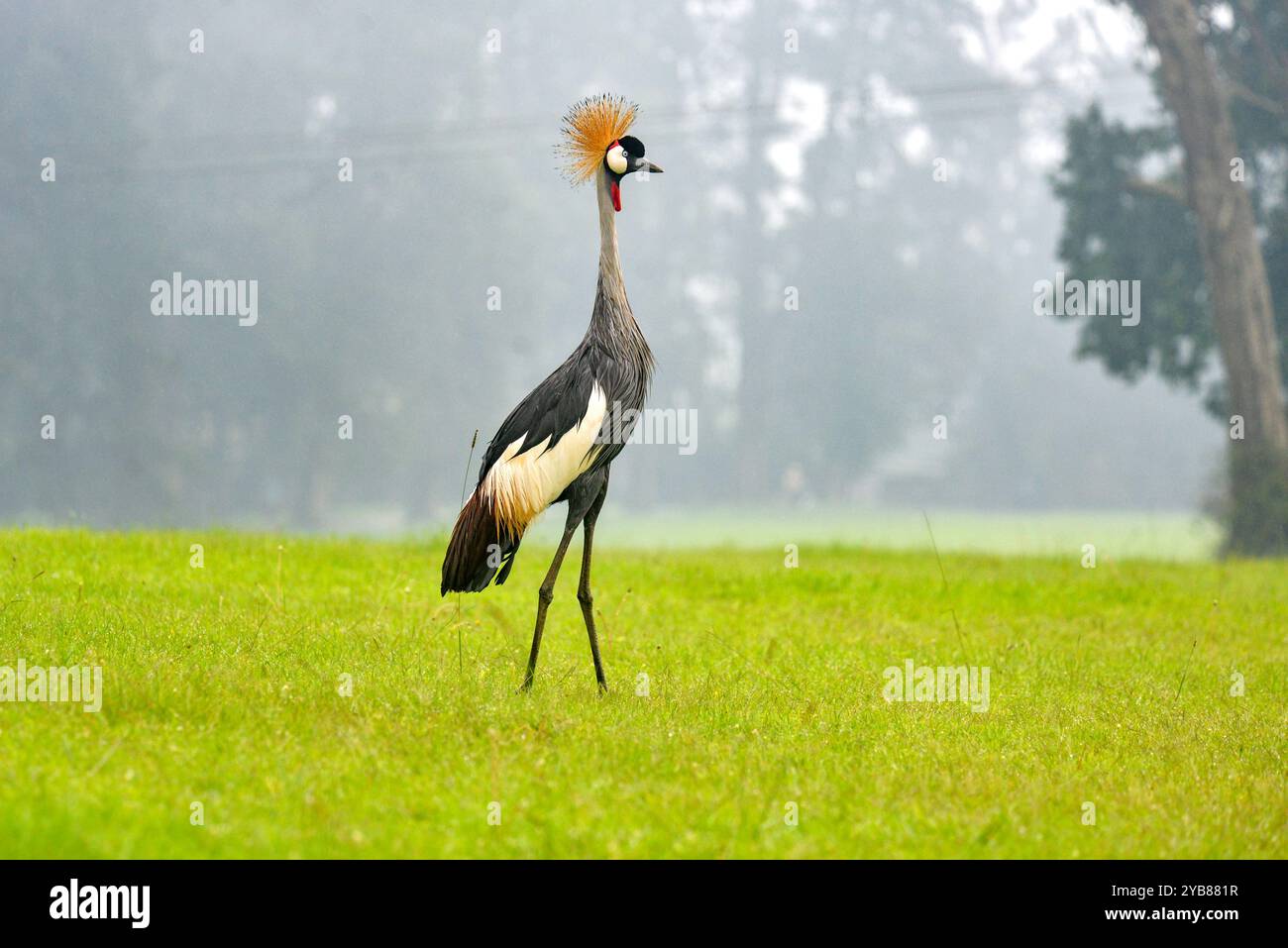 GREY- CROWNED CRANE (Balearica regulorum) in Kabale, The Grey - crowned ...