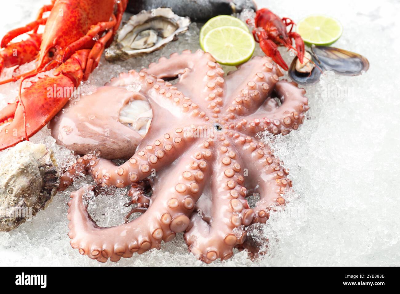 Whole fresh raw octopus, lobster and other sea food on ice, closeup ...