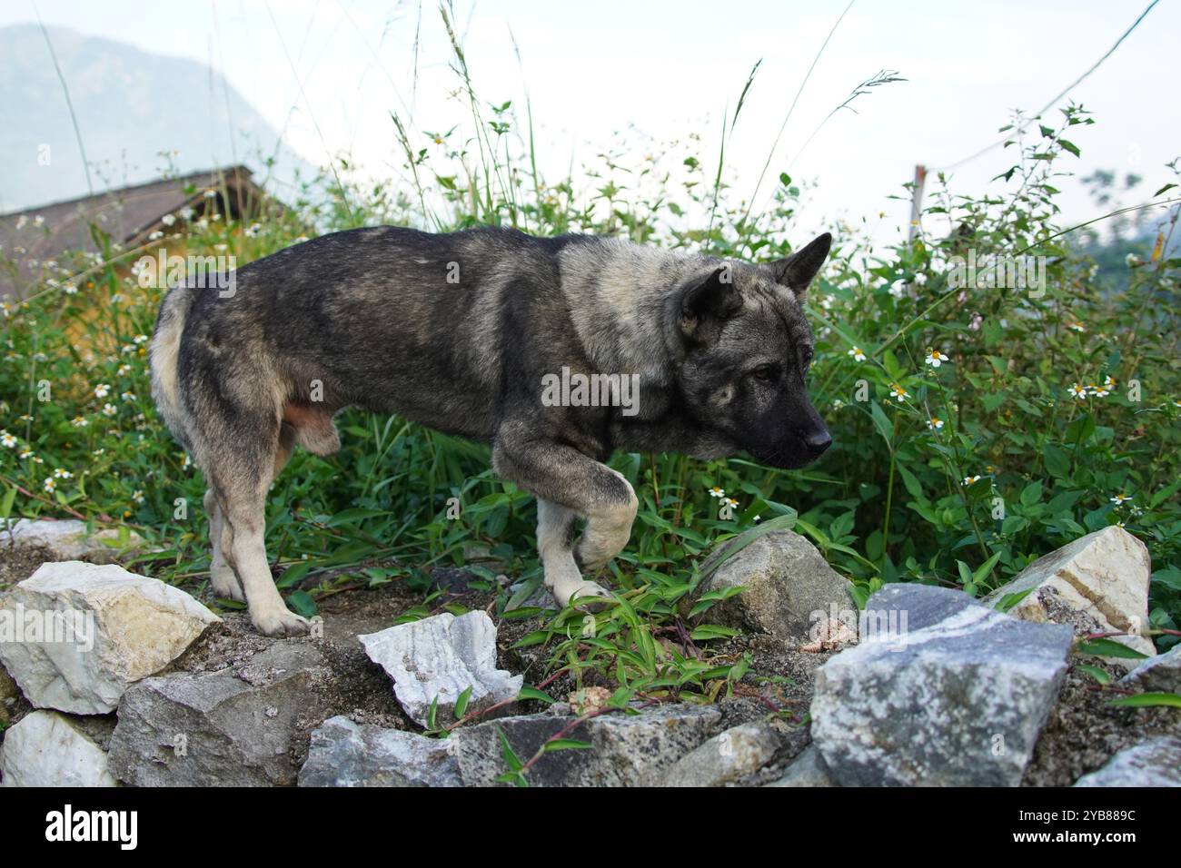 Dog in Sapa Vietnam Stock Photo - Alamy
