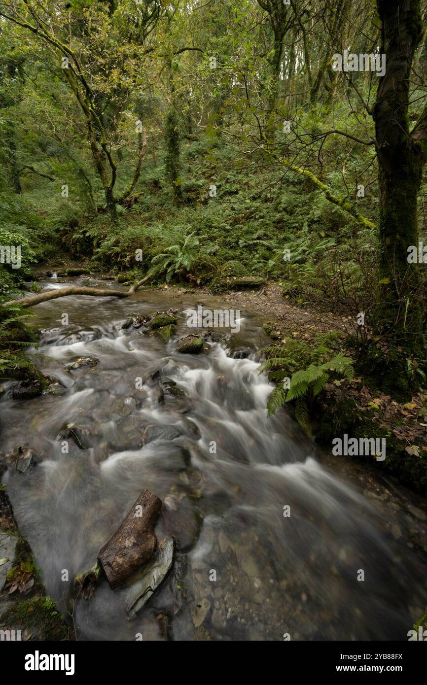 Temperate Rainforest. Rocky Valley, Tintagel, Cornwall, UK Stock Photo ...