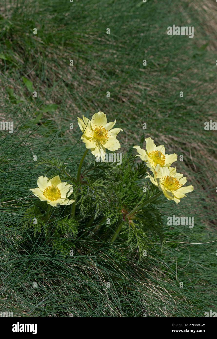 Alpine pasque flower hi-res stock photography and images - Alamy