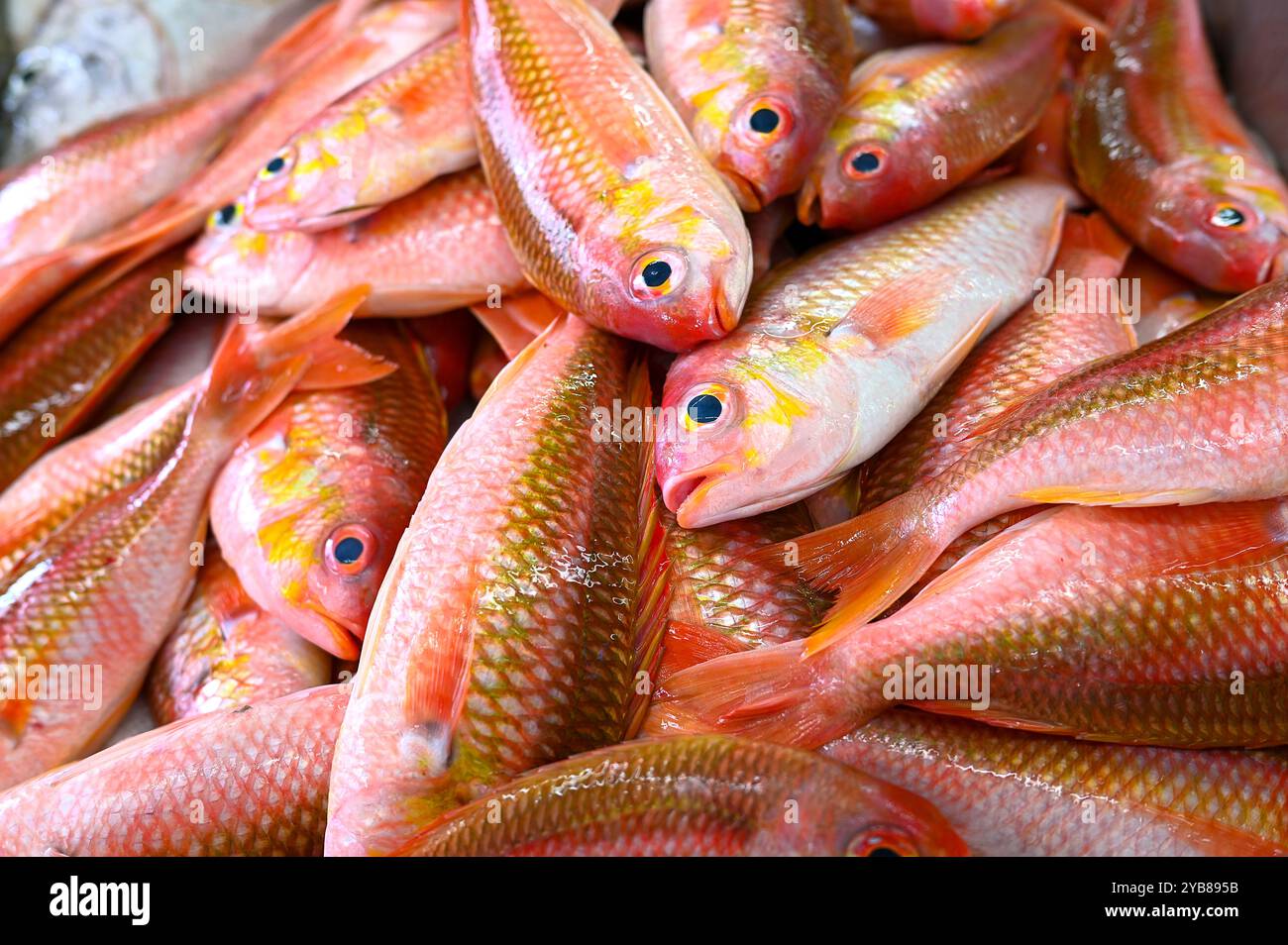 Heap of red raw Mullus barbatus at a Fish market, top view Stock Photo ...