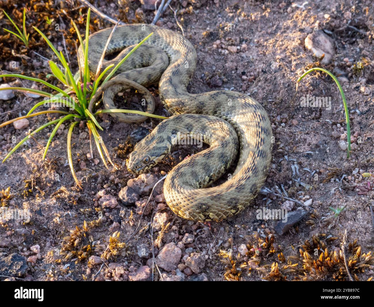 The viperine water snake or viperine snake (Natrix maura) is a ...