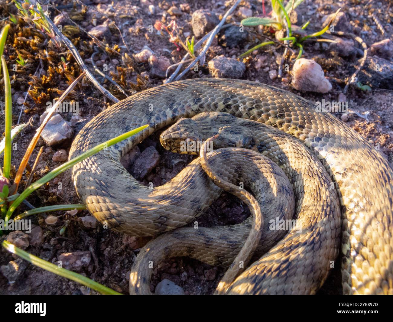 Non anthropoid hi-res stock photography and images - Alamy