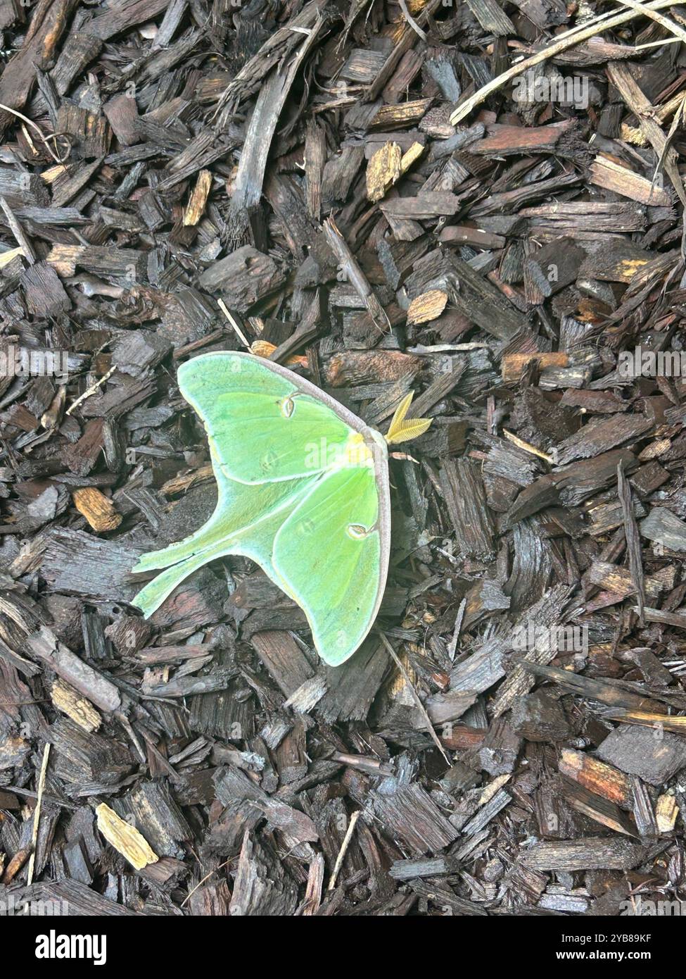 Beautiful luna moth hi-res stock photography and images - Alamy