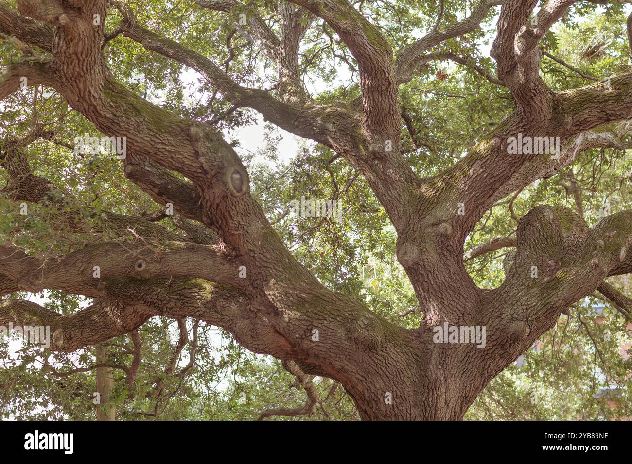 Large Live Oak Tree Abstract Branches Nature Background in South ...