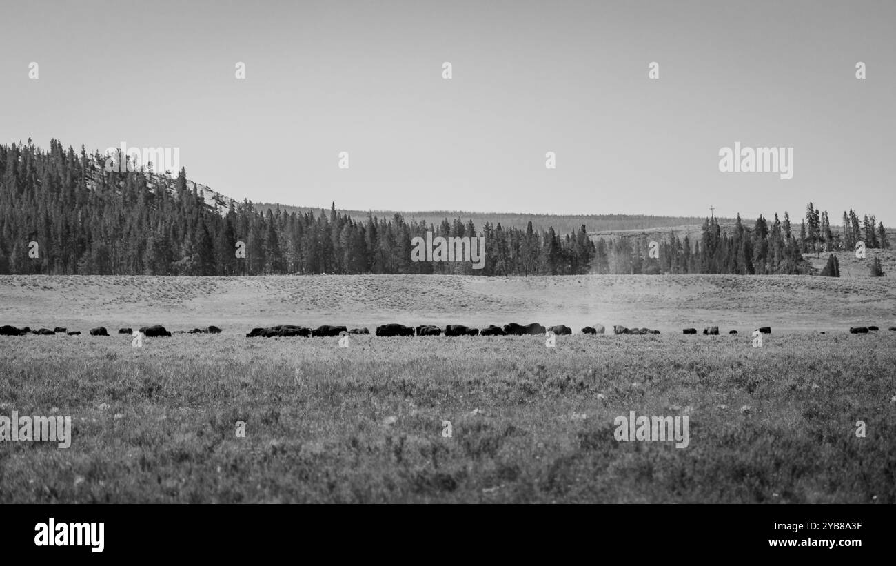 Bison Herd on Mary Mountain Trail in Yellowstone National Park, Wyoming ...