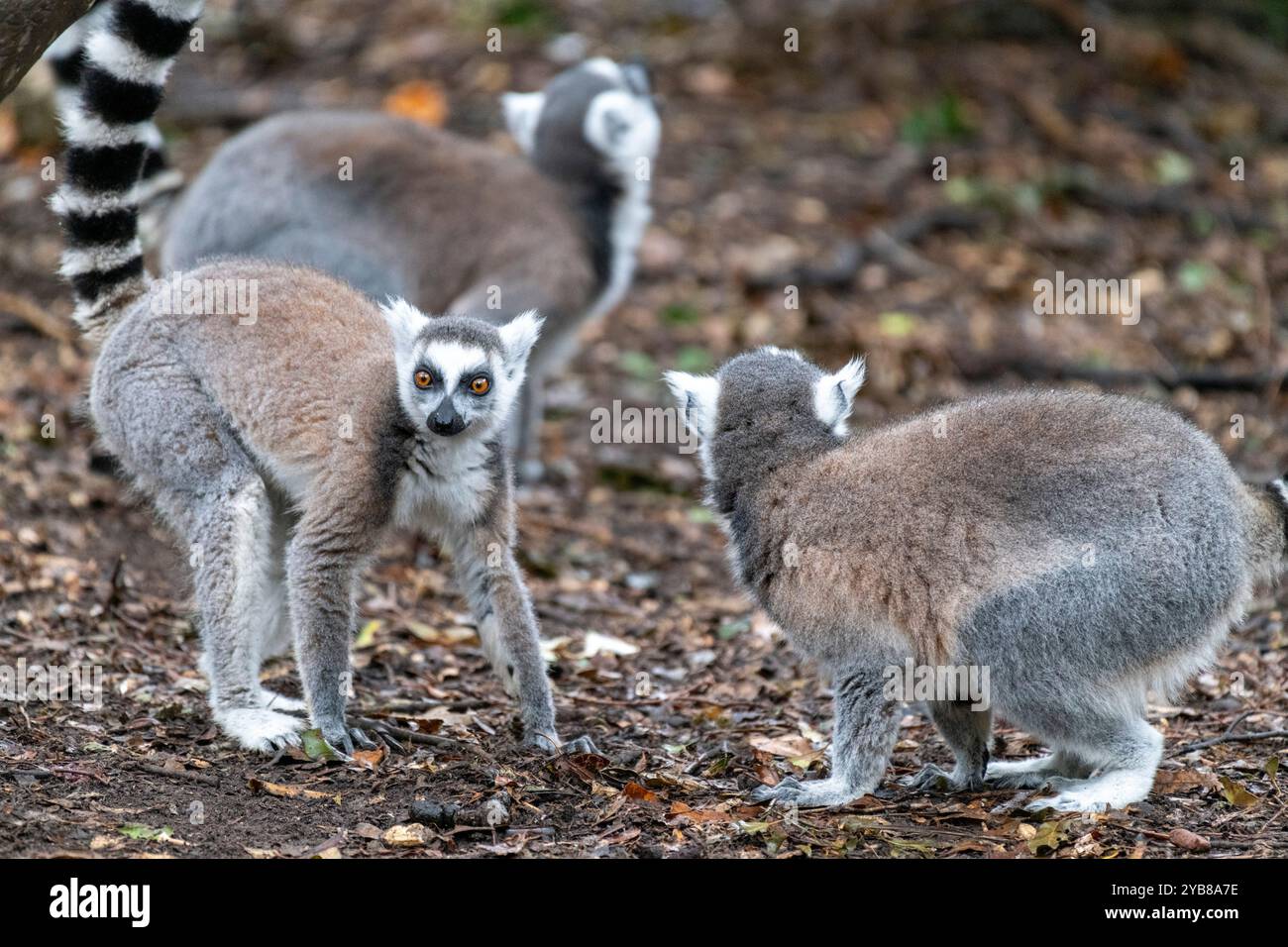 A group / troop of ring tailed lemurs looking around on the ground at ...