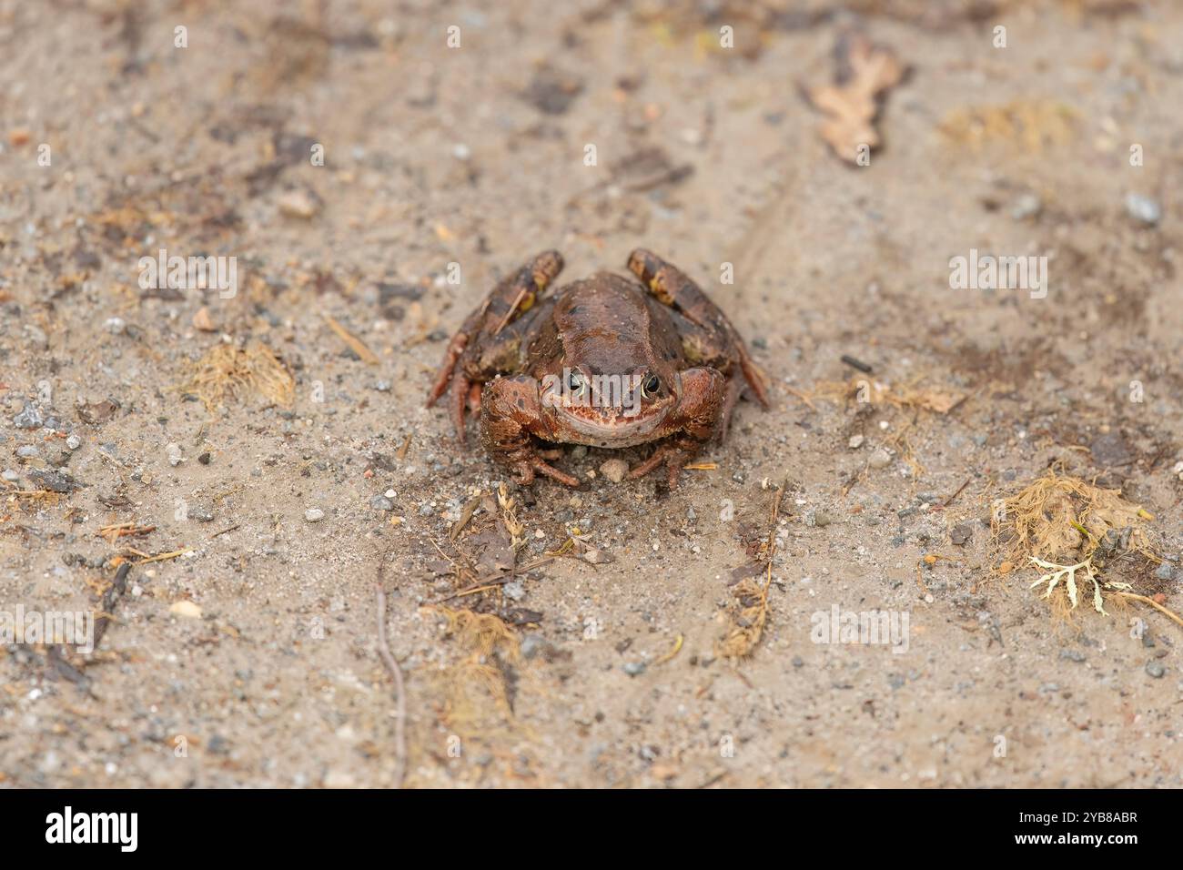 Common toad, close up in the uk Stock Photo - Alamy