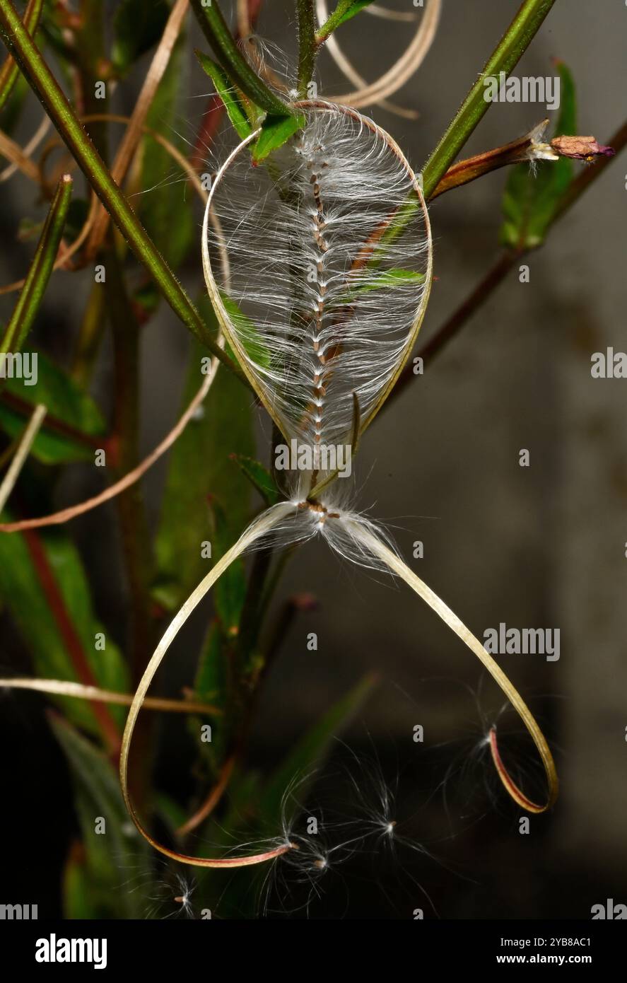 Seed dispersal unusual hi-res stock photography and images - Alamy