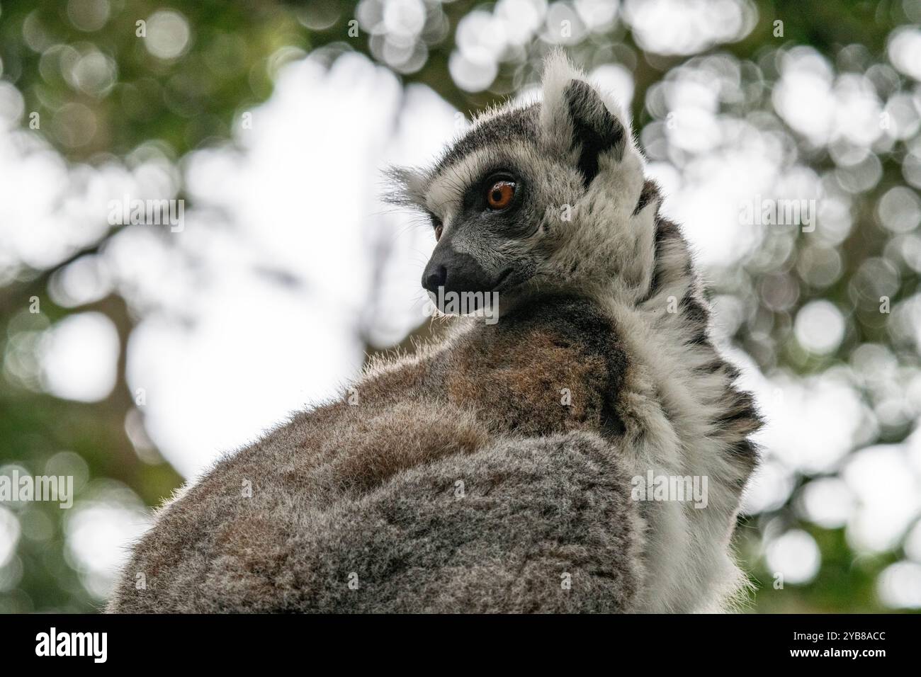 A ring tailed lemur looking at Monkeyland Sanctuary in Plettenberg Bay ...