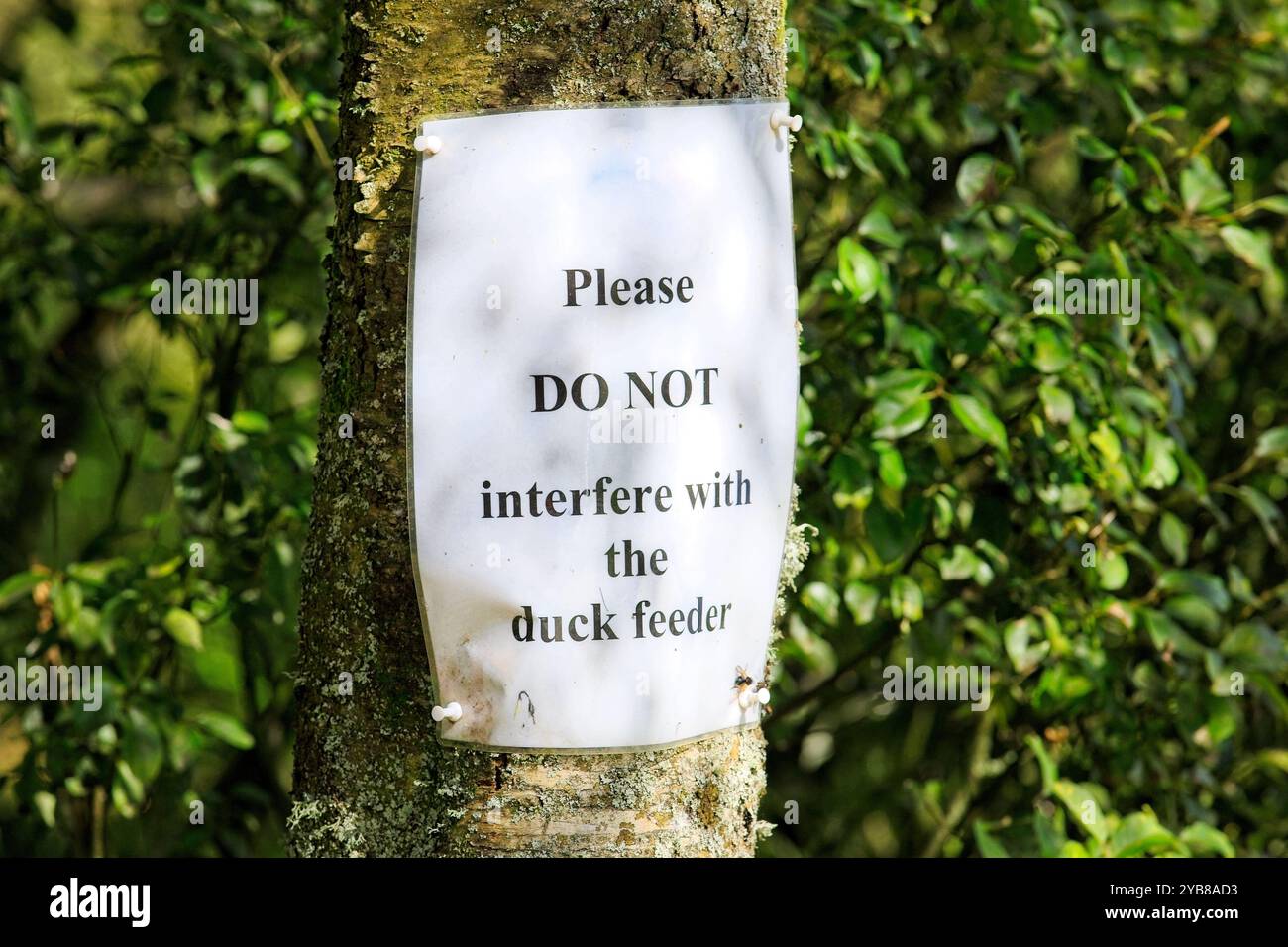 Do not interfere with the duck feeder Stock Photo - Alamy